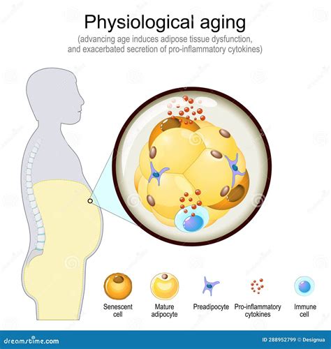 Physiological Aging Cellular Senescence Stock Vector Illustration Of Metabolic Preadipocyte