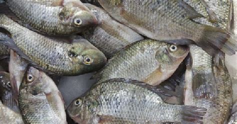 Hama Dan Penyakit Ikan Nila Serta Cara Mengobatinya Secara Alami Cara