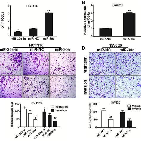 Mir 30a Suppresses The Migration And Invasion Of Crc Cells In Vitro A