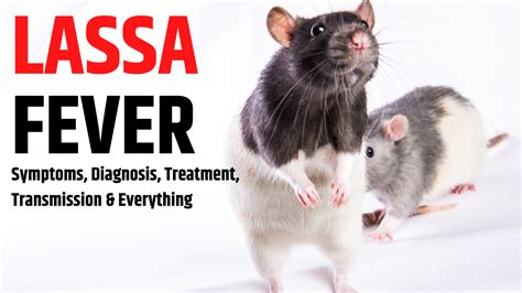 What Is Lassa Fever Symptoms Diagnosis Treatment Transmission