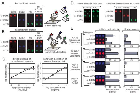 Multiplex Detection Of Protein Antigens On Ab Microarrays A Download Scientific Diagram