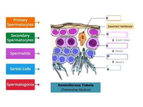 11 4 Spermatogenesis Structures Labelled Diagram