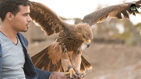 Eastern Imperial Eagle العقاب الملكي الشرقي Youtube