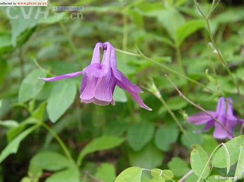 华北耧斗菜Aquilegia yabeana Kitag 植物图片库 植物通
