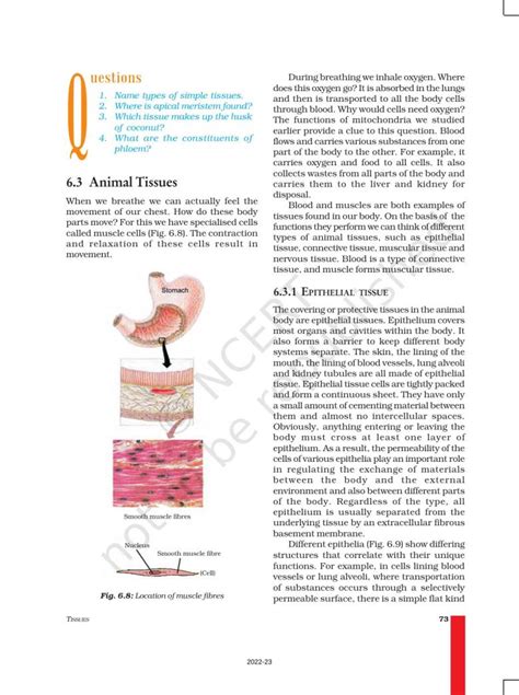 Ncert Book For Class 9 Science Chapter 6 Tissues