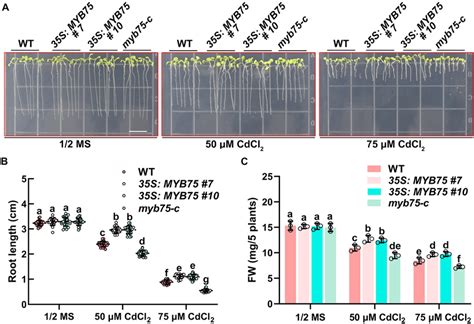 Cd Tolerance In The Myb75 Overexpression Lines A Phenotypes Of Wt