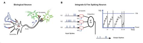 figure 1 from a synaptic pruning based spiking neural network for hand