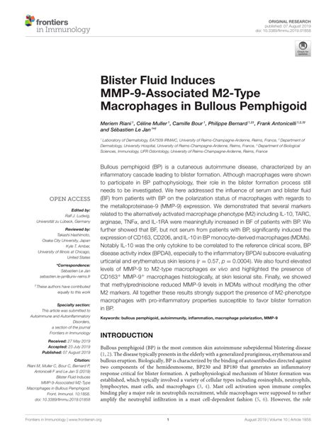 Pdf Blister Fluid Induces Mmp 9 Associated M2 Type Macrophages In