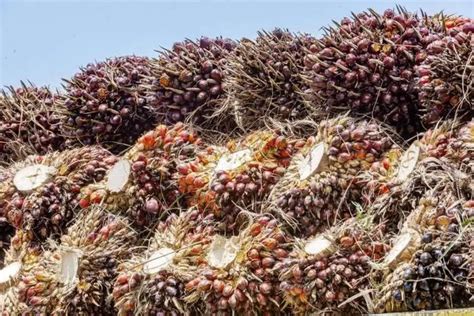 Potensi Pertumbuhan Dan Pentingnya Perkebunan Sawit Indonesia Dalam Industri Crude Palm Oil