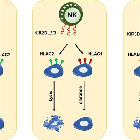 The Production And Development Pathway Of Nk Cells From Hsc The