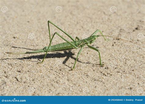 Steppe Dybka Sandy Background Macro Photolargest Grasshopper In