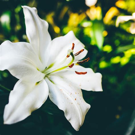La Fleur De Lys Signification Et Symbole