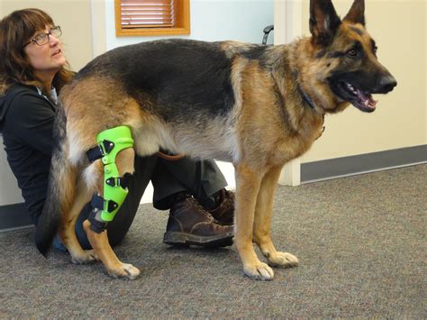 My Pets Brace Reviews Petspare