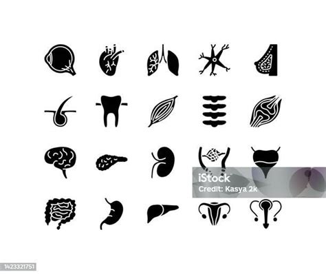 인간의 내부 장기 플랫 라인 아이콘 설정 해부학 기호 폐 근육 안구 간 위 신장 비뇨기 뼈 웹 사이트 또는 모바일 앱을 위한 간단한 플랫 벡터 일러스트 레이 션 아이콘에