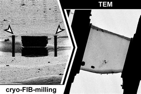 Improving Throughput Of Cryo Lamella Milling Cell And Chemical Biology