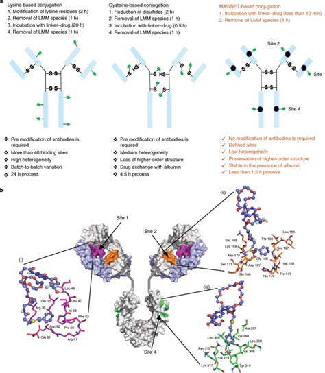 Computationally Designed Antibody Drug Conjugates Self Assembled Via