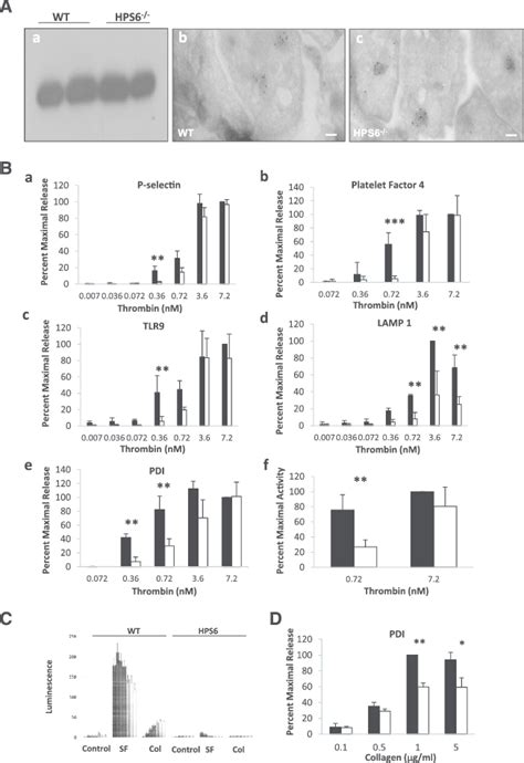 Localization Of Pdi And Granule Release In Wt And Hps6 2 2 Platelets