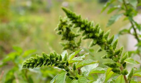 Florez Nursery Amaranthus Viridis