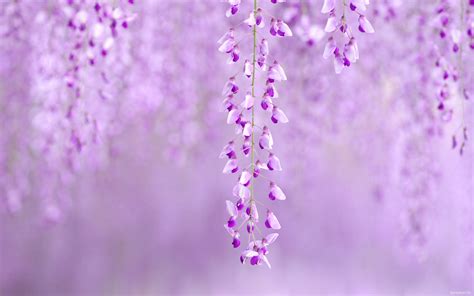 Фиолетовые цветы фото » DreemPics.com - картинки и рисунки на рабочий ...