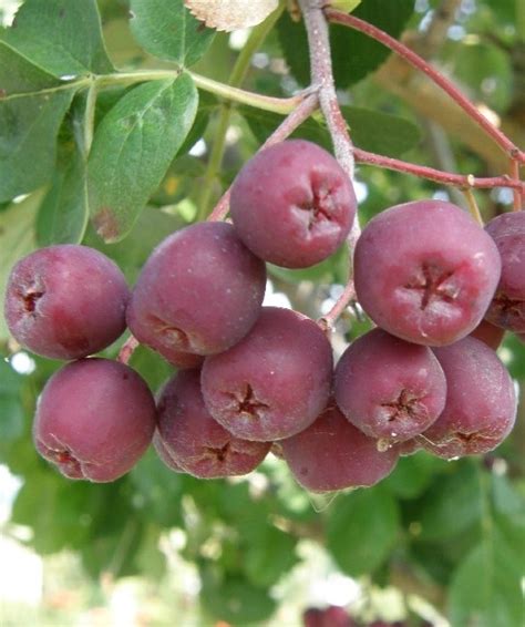 Рябина Ликерная Описание Сорта Фото Отзывы – Telegraph