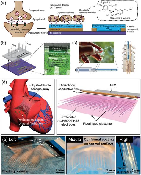 A Operational Schematics Of A Biological Synapse And A Download