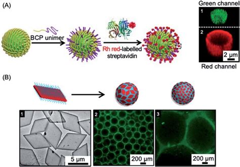 Colloidal Stabilization Of Emulsions Using 1d And 2d Nanoparticles