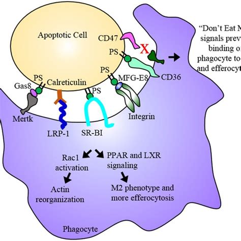 Efferocytosis Efferocytosis Is The Phagocytosis Of Dying Cells By