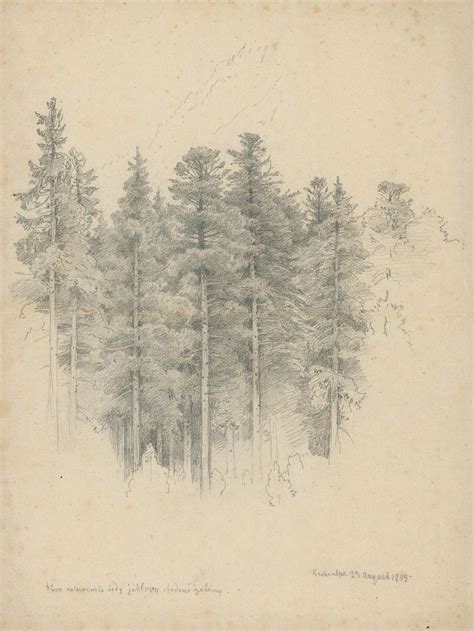 Study Of Coniferous Trees Free Photo Illustration Rawpixel