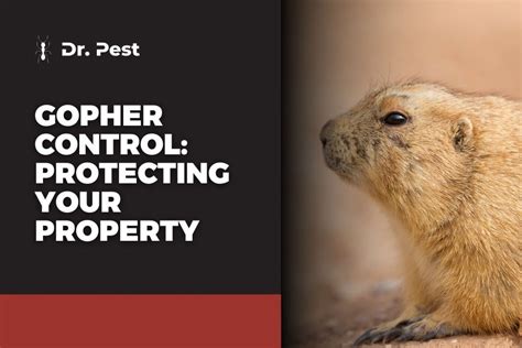 Gopher Control Protecting Your Property Dr Pest