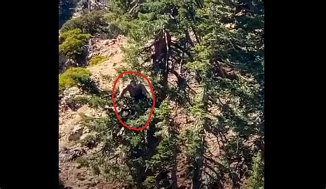 Rmso Bigfoot Shocking Bigfoot Encounters From North Carolina To California