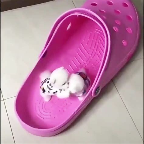 کوچک ترین سگ های دنیا