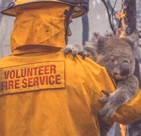 Aquí puedes ayudar a los koalas ante los incendios en Australia