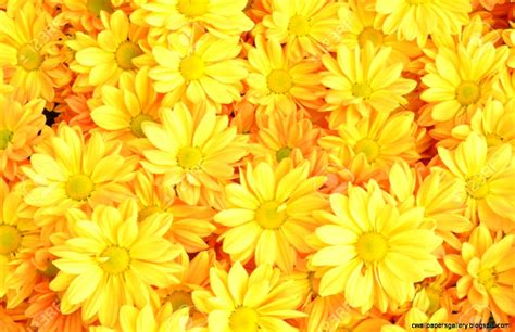 🔥 68 Yellow Flower Wallpapers Wallpapersafari