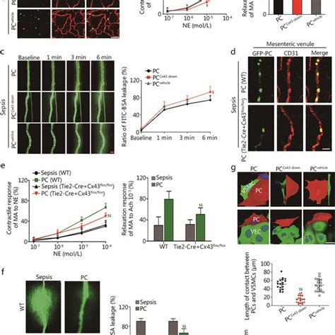 Transplanted Pericytes Regulate Vascular Reactivity And Permeability