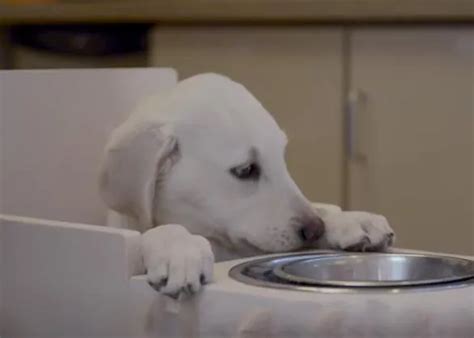 El Megaesófago En Perros Y Su Tratamiento Con La Silla Bailey Y Con