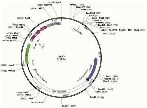 Cooperation Of Genes In Hpv16 E6e7 Dependent Cervicovaginal
