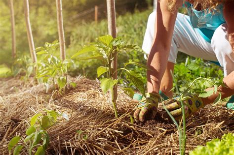 Mulching Definition Advantages Procedure Plantura