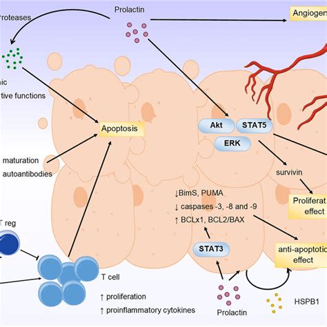 Modular Effect Of Prolactin In Type 1 Diabetes Mellitus Prolactin Download Scientific Diagram