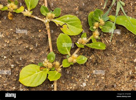 The Paper Thorn Is An Invasive Prostrate Ground Cover Quick To Occupy