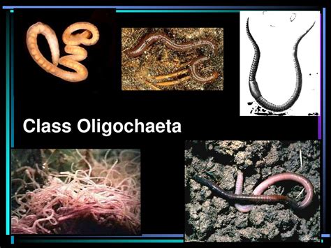 Ppt Phylum Annelida Powerpoint Presentation Free Download Id2361384