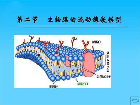高中生物 第2节生物膜的流动镶嵌模型课件3 新人教版必修1 word文档在线阅读与下载 无忧文档