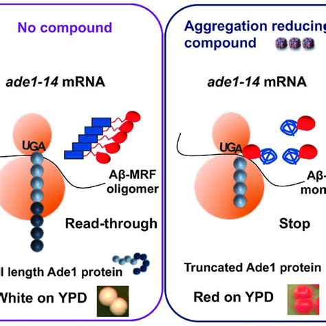 Yeast Model To Screen For Inhibitors Of Aβ Oligomerization In The