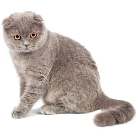 Шотландская вислоухая кошка - все о кошке, 2 минуса и 6 плюсов породы