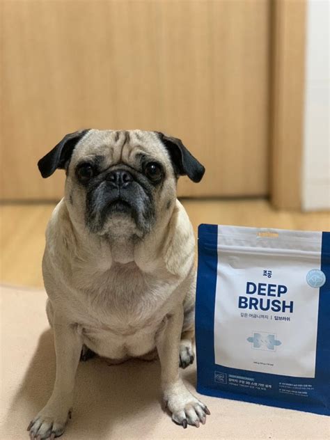 턱관절에 무리 없는 조공딥브러쉬 덴탈껌 깊은 어금니용 네이버 블로그