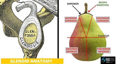 Glenoid Labrum Made Simple 1 Theres A Pear In There