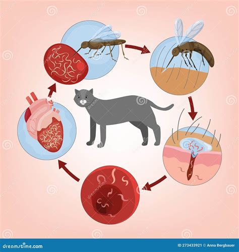 Heartworm Disease In Cats Editable Vector Illustration Stock Vector