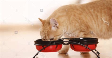 Gi I Thi U VIETPET