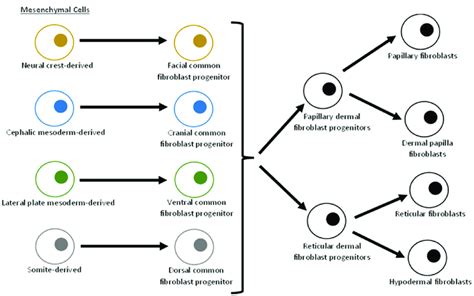 Fibroblast Development Lineages Representing The Development From Download Scientific Diagram