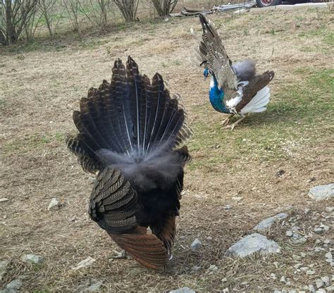 Can Sometime Tell Me The Breed Of My Two Peacocks Backyard Chickens