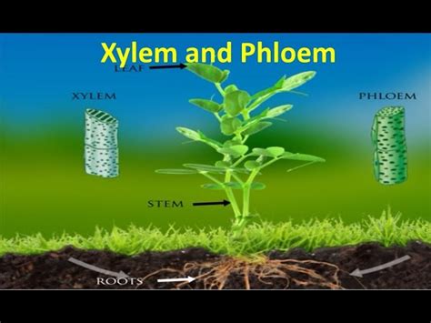Phloem Plant